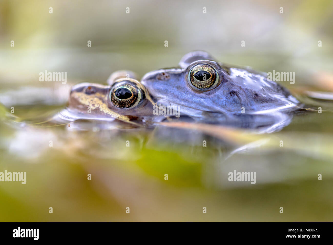 Frog Position Stock Photos & Frog Position Stock Images - Alamy