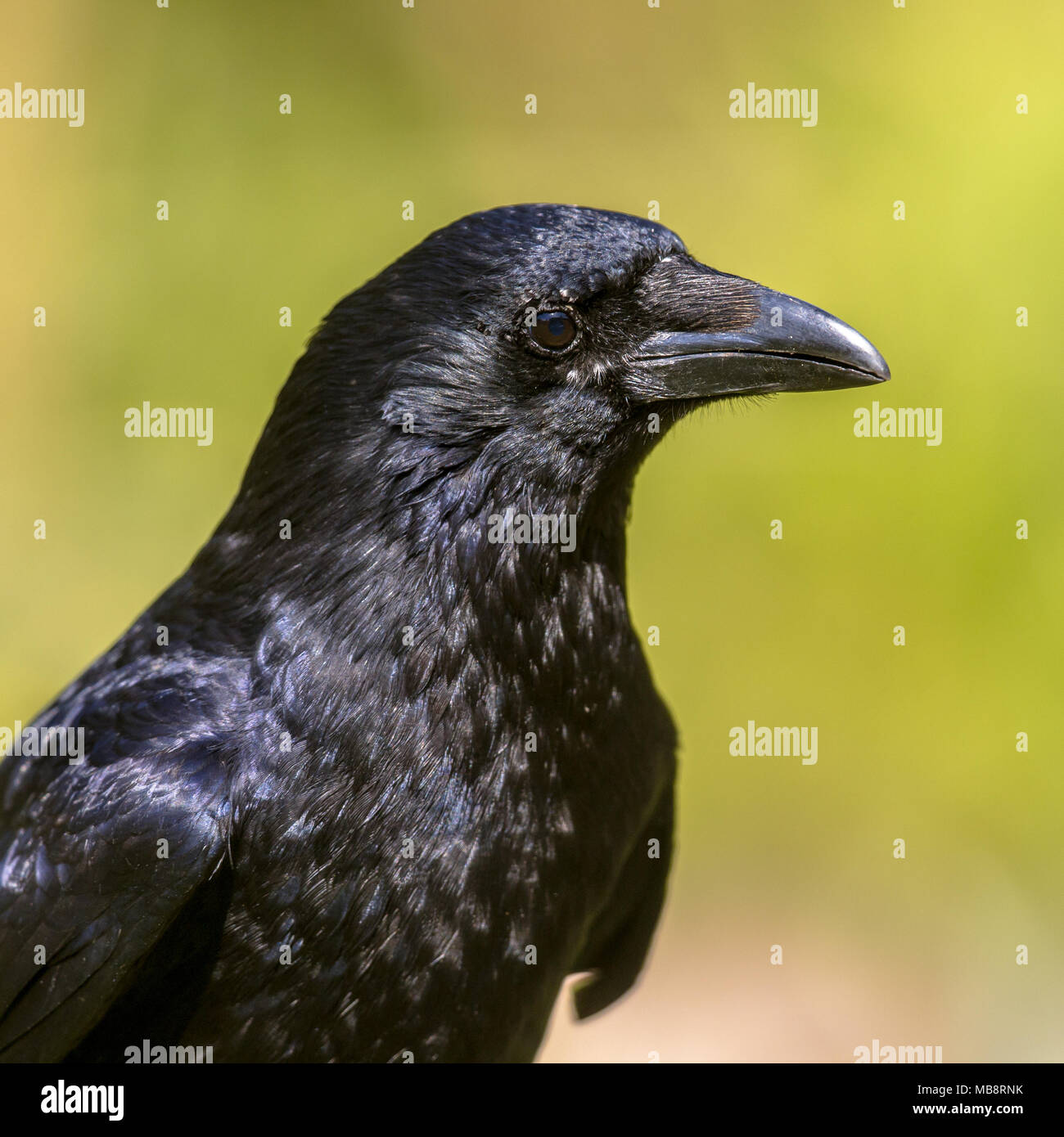 Wild birds of japan hi-res stock photography and images - Alamy