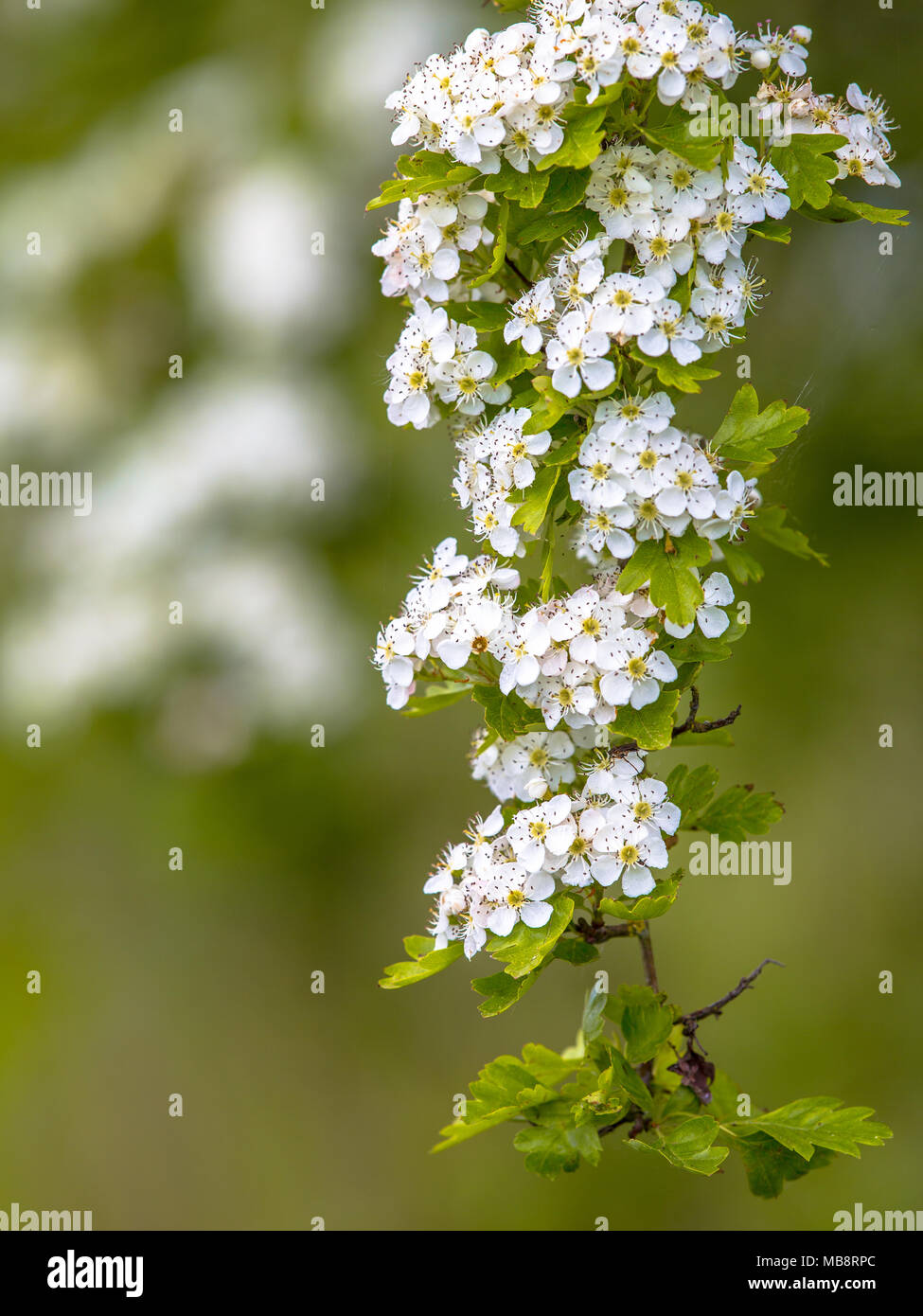 Northwest Africa High Resolution Stock Photography and Images - Alamy