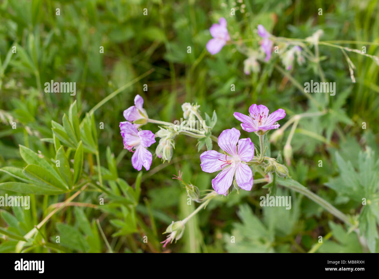 Sticky Geranium Stock Photos & Sticky Geranium Stock Images - Alamy