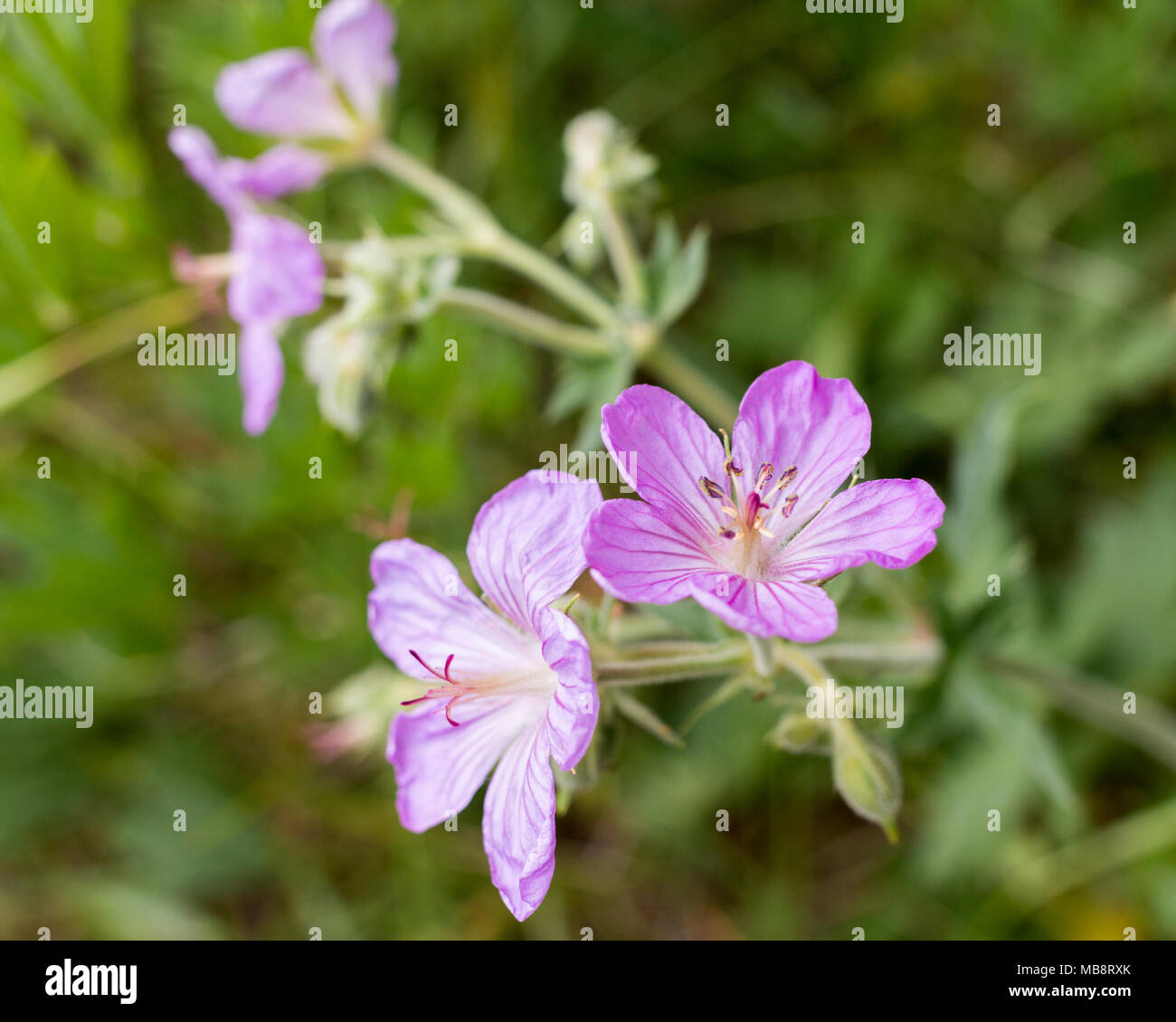 Sticky Geranium Stock Photos & Sticky Geranium Stock Images - Alamy