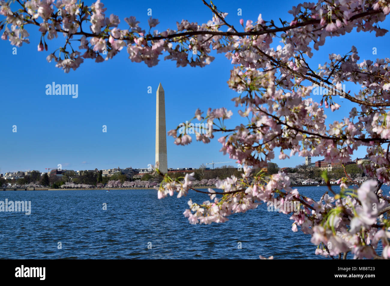 George washington cherry tree hi-res stock photography and images - Alamy