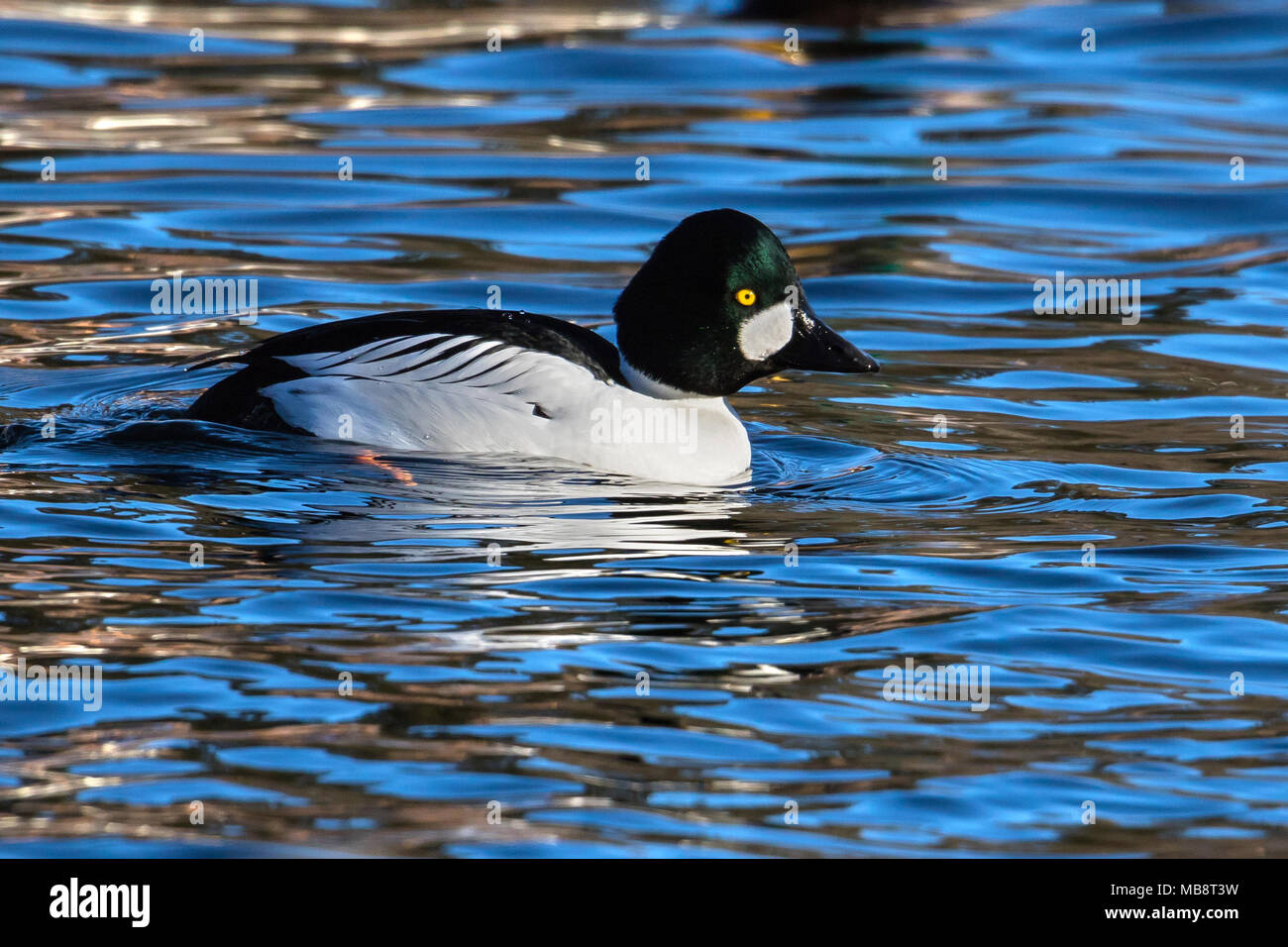 A male Goldeneye duck swimming in a lake in western Norway. Winter ...