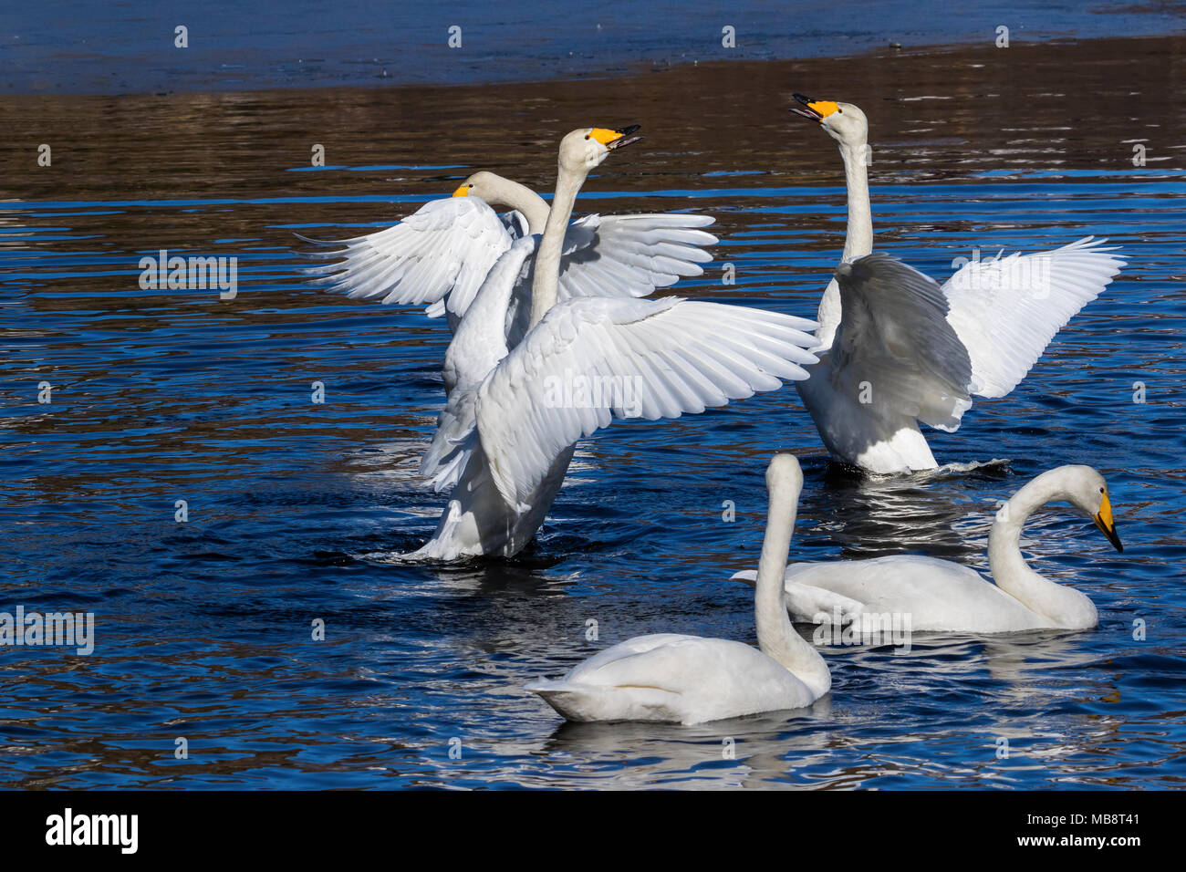Whooper swans fighting and flapping wings in a partly frozen lake in ...