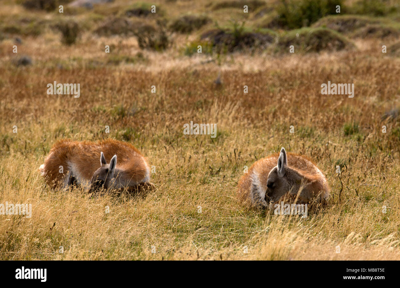 2 young Guanacos, known as Chulengos laying in grass feeding, Torres ...