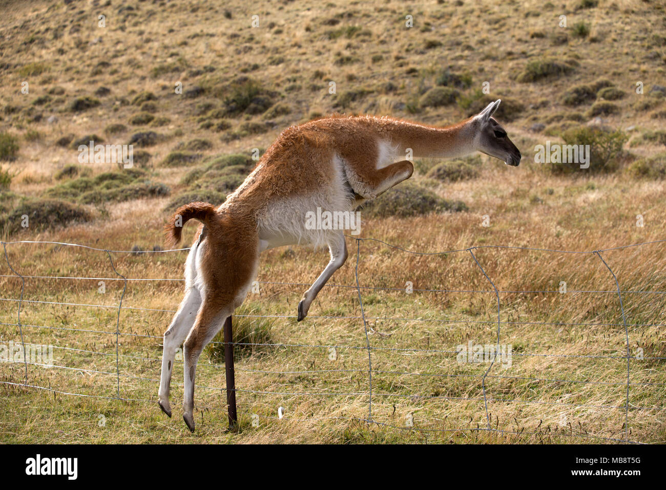 2 young Guanacos, known as Chulengos laying in grass feeding, Torres ...