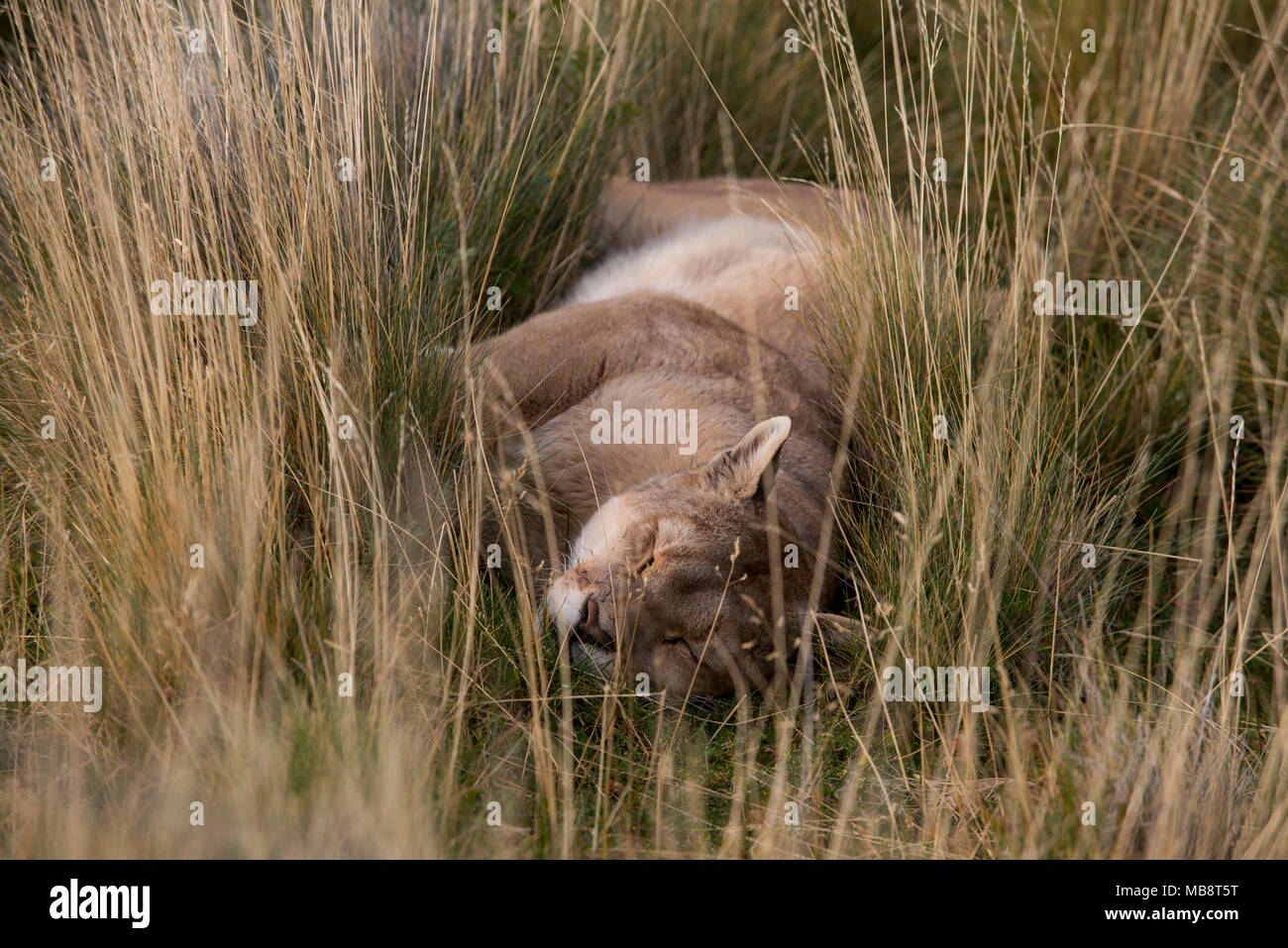 Female pumas hi-res stock photography and images - Alamy