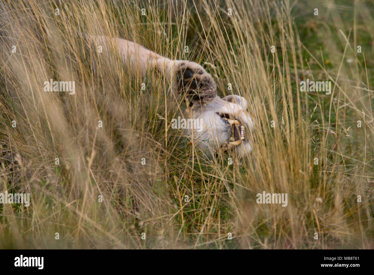 Adult female Patagonian puma sleeping in tall grass after feeding Stock ...