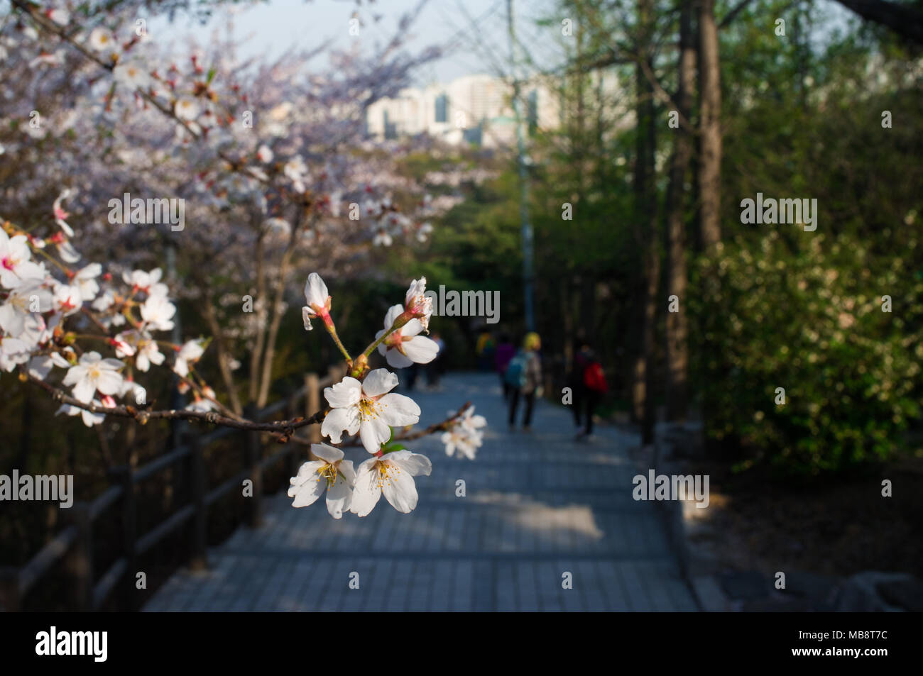 Cherry blossoms in bloom in Namsan Forest Park in spring in Seoul ...