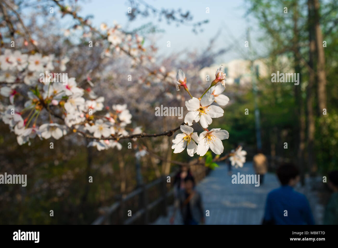 Cherry blossoms in bloom in Namsan Forest Park in spring in Seoul ...