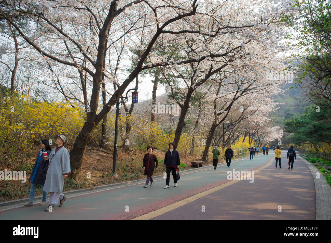 Monk plants hi-res stock photography and images - Alamy