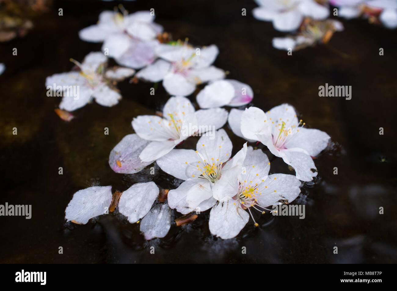 Tiny white Cherry Blossoms float in a stream after falling from the ...