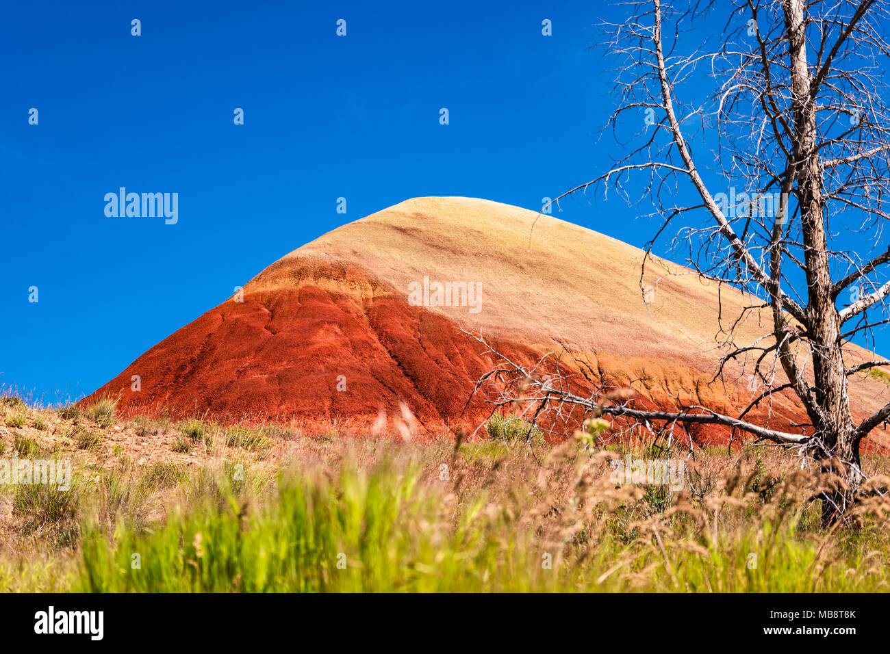 One of the Oregon Painted Hills. Bold red sandy soil makes a single ...