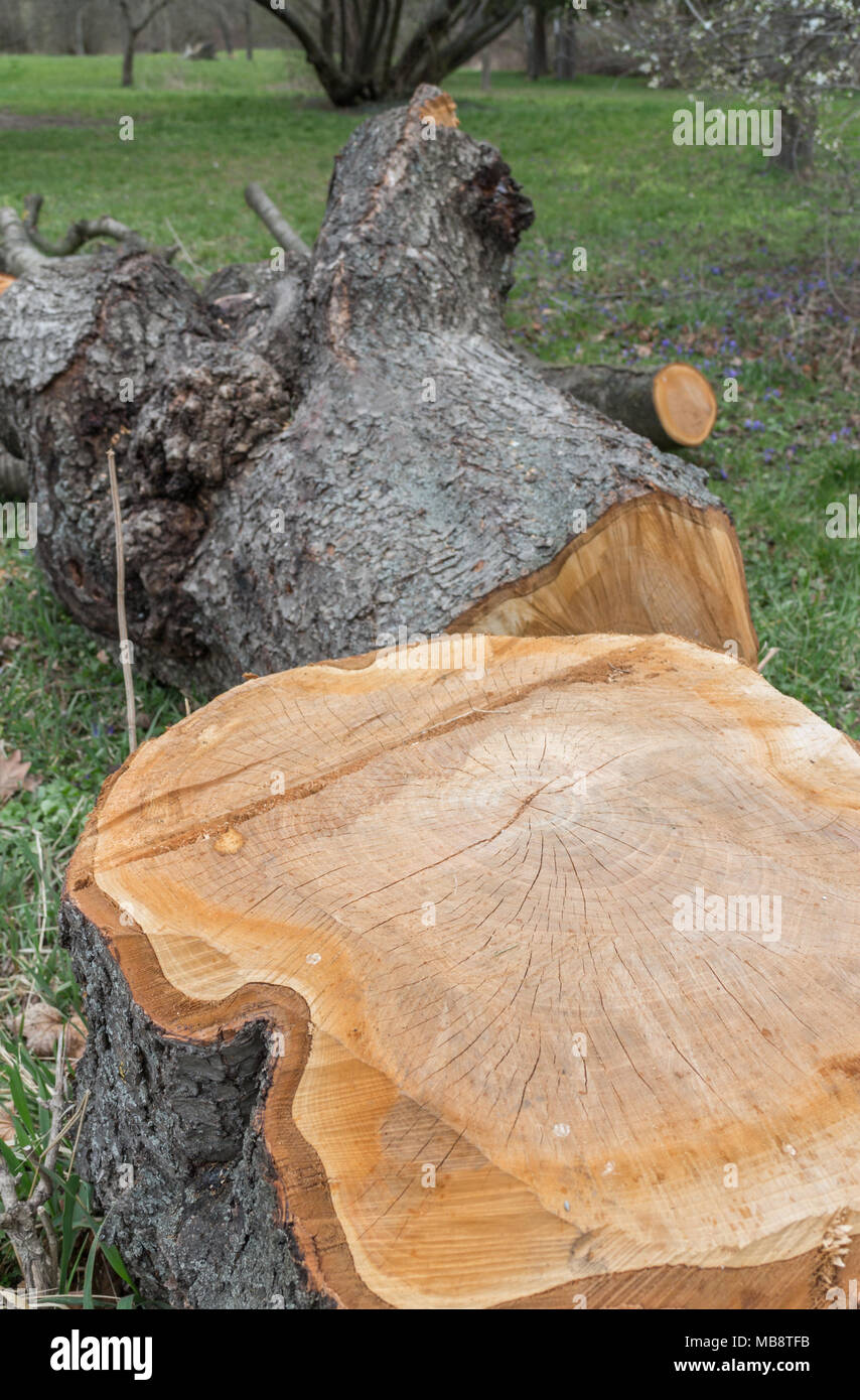 Logged wood, Tree trunk still left, deforestation, old Tree control ...