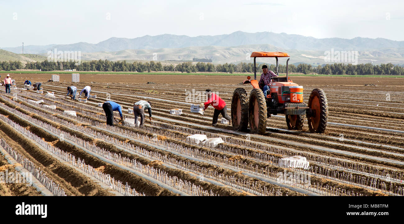 Field workers planting grafted & waxed wine grape cuttings. Is called ...