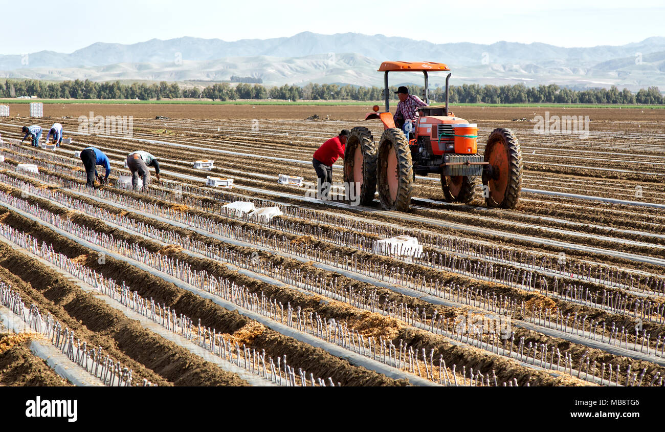 Grape vine california graft hi-res stock photography and images - Alamy