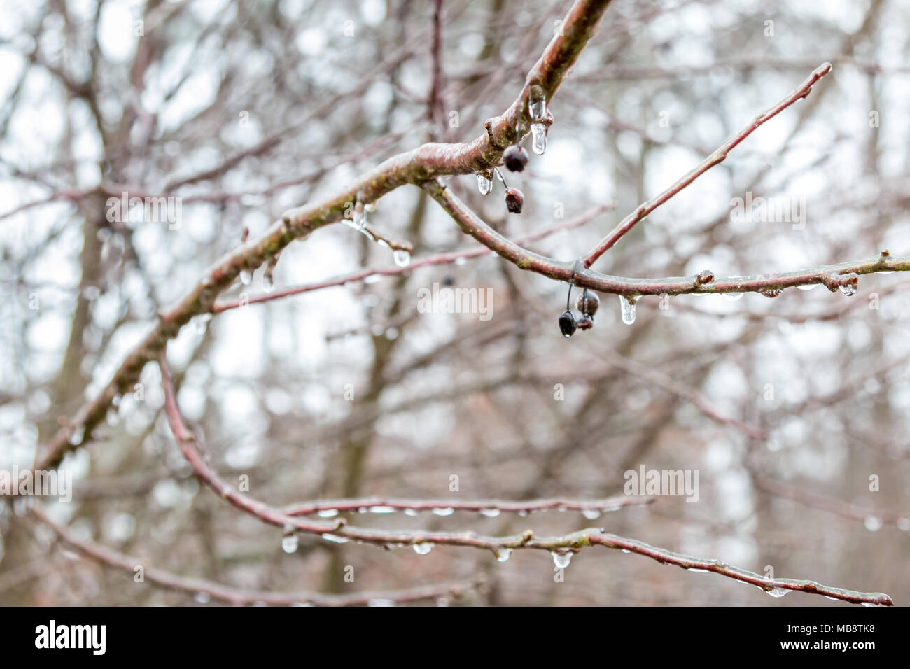 Tree Branch With Dripping Water Frozen in Place Stock Photo - Alamy