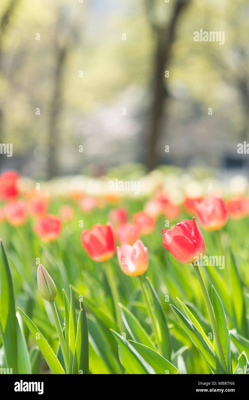Spring scene at Hibiya Park, Chiyoda-Ku, Tokyo, Japan Stock Photo - Alamy