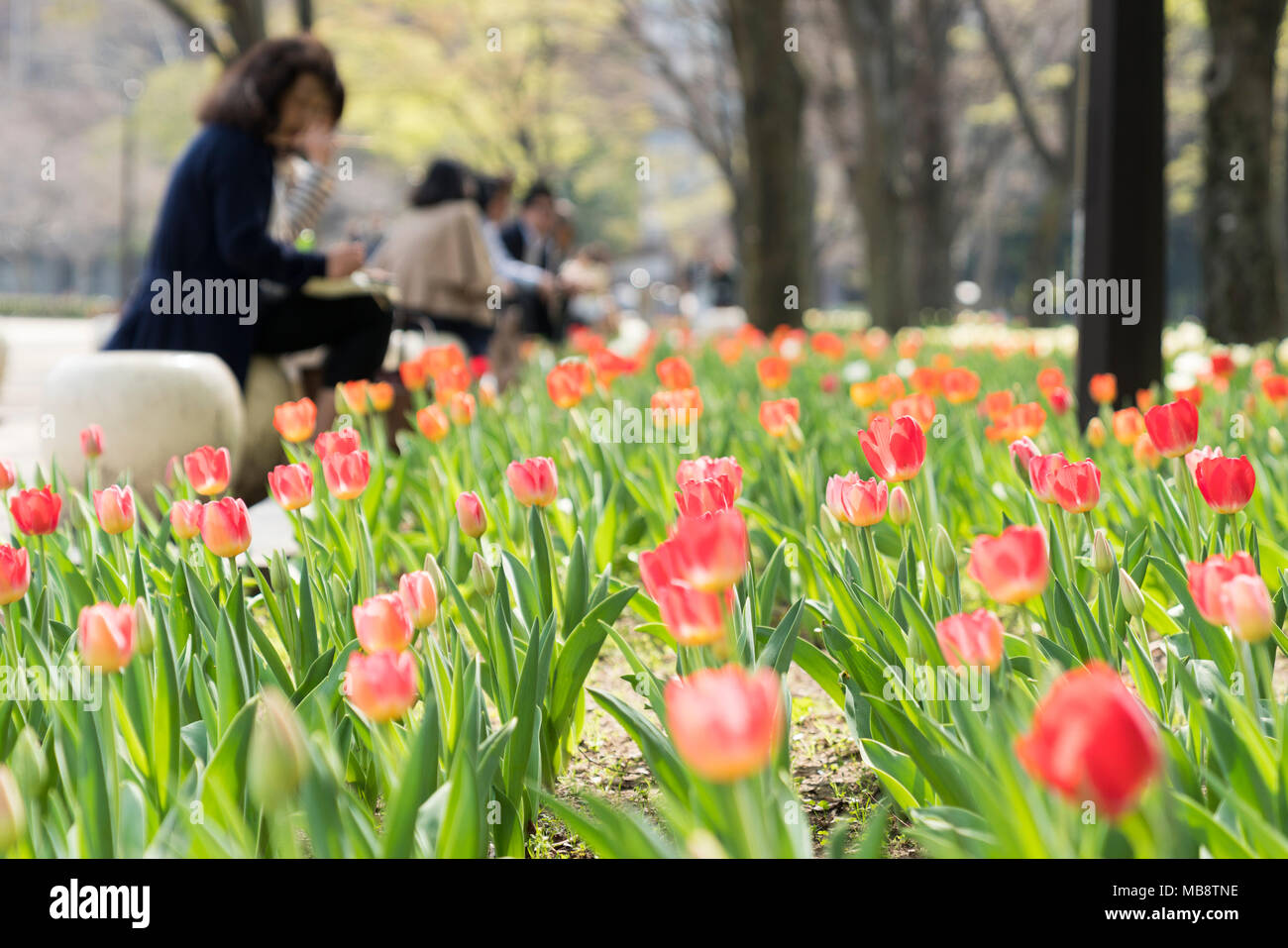 Spring scene at Hibiya Park, Chiyoda-Ku, Tokyo, Japan Stock Photo - Alamy