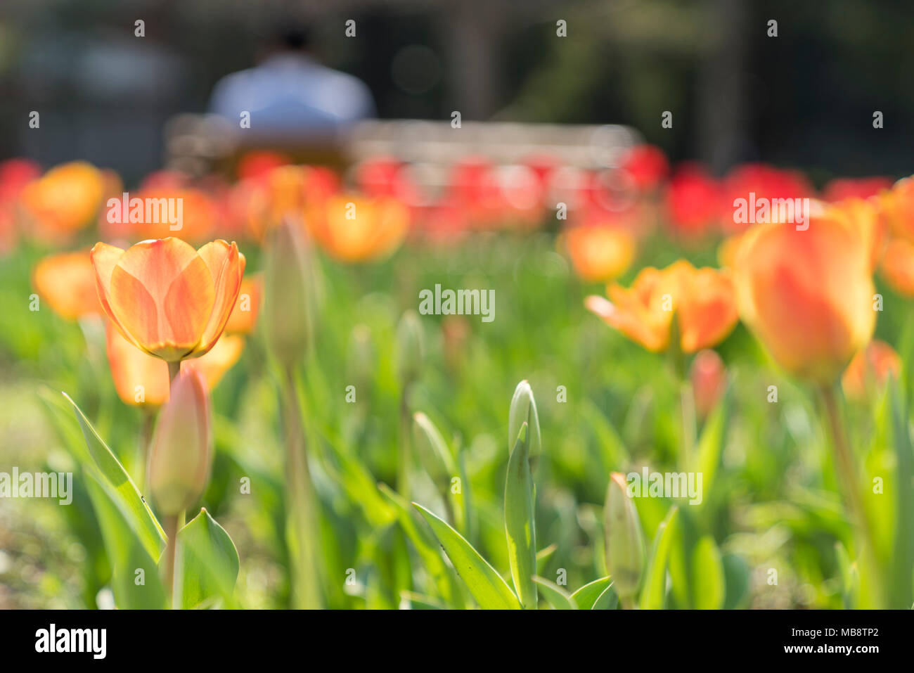Spring scene at Hibiya Park, Chiyoda-Ku, Tokyo, Japan Stock Photo - Alamy