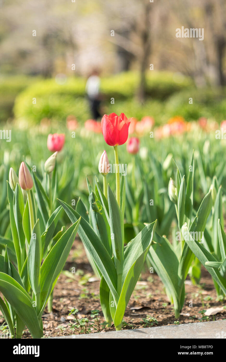 Spring scene at Hibiya Park, Chiyoda-Ku, Tokyo, Japan Stock Photo - Alamy
