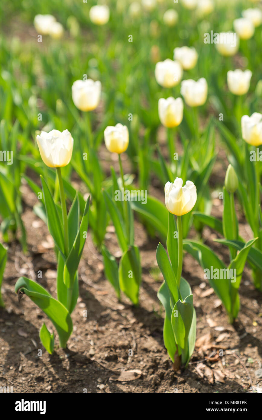 Spring scene at Hibiya Park, Chiyoda-Ku, Tokyo, Japan Stock Photo - Alamy