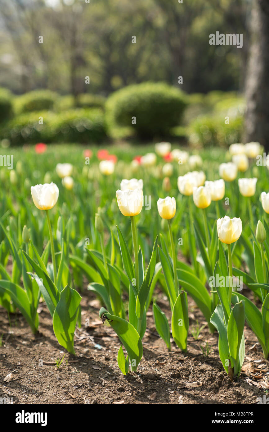 Spring scene at Hibiya Park, Chiyoda-Ku, Tokyo, Japan Stock Photo - Alamy