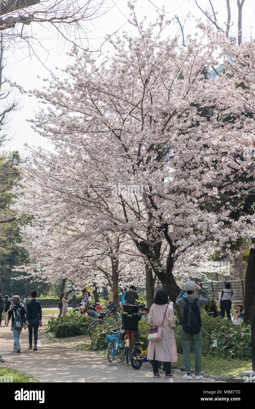 Spring scene at Hibiya Park, Chiyoda-Ku, Tokyo, Japan Stock Photo - Alamy