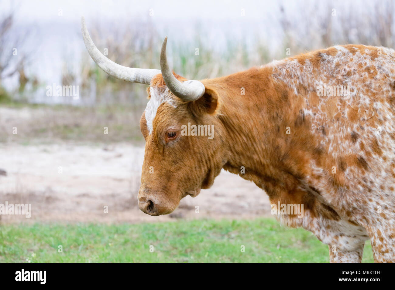 Texas Longhorn up close that was walking along a shoreline on an open ...