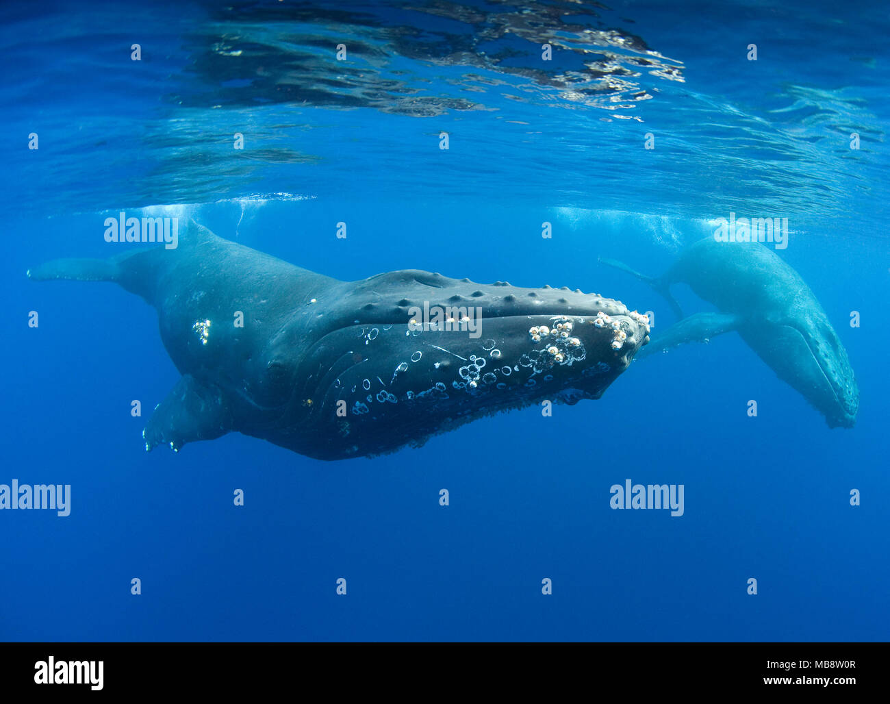 Barnacles on whale hi-res stock photography and images - Alamy