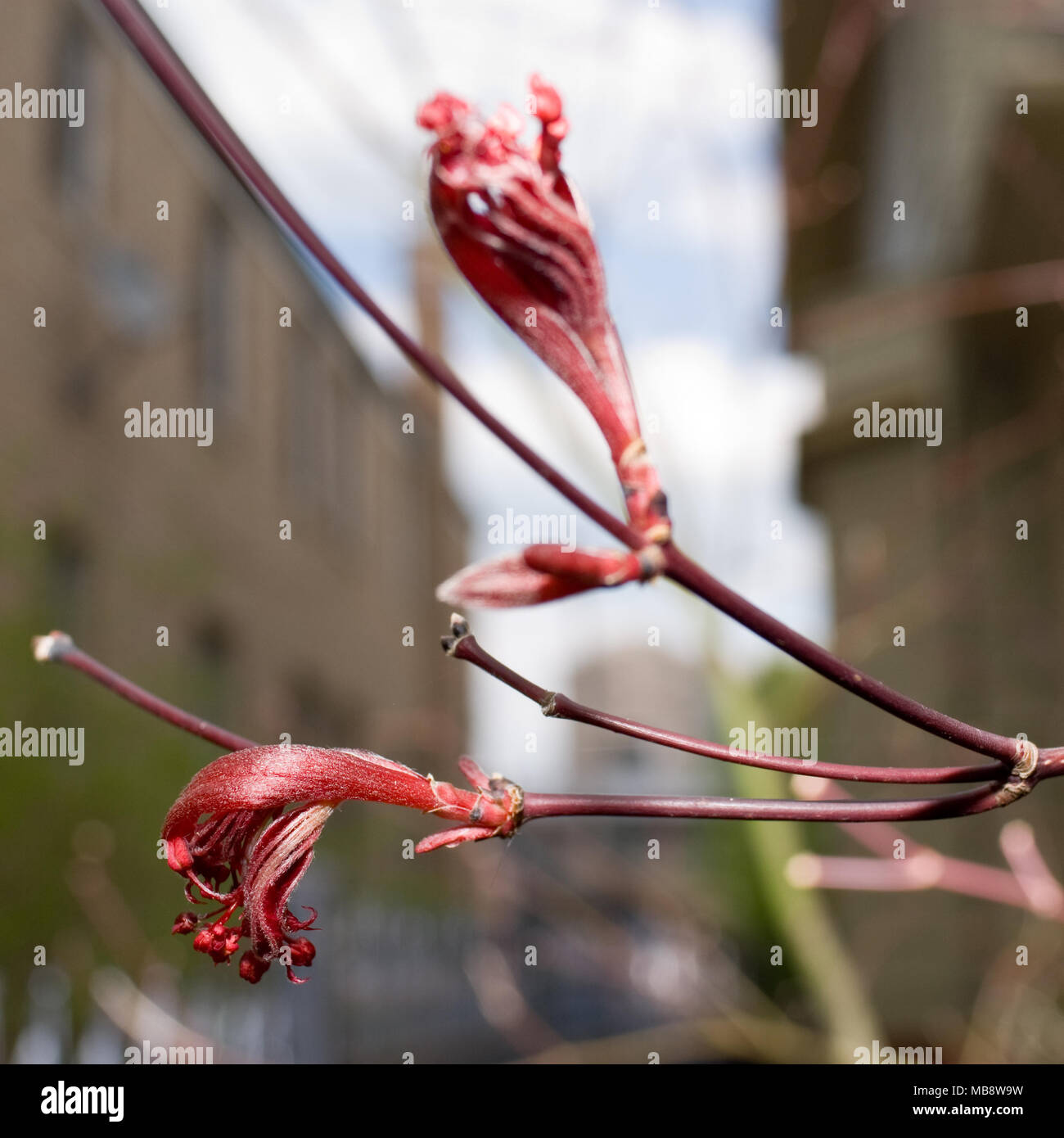 Shrivelled plant hi-res stock photography and images - Alamy