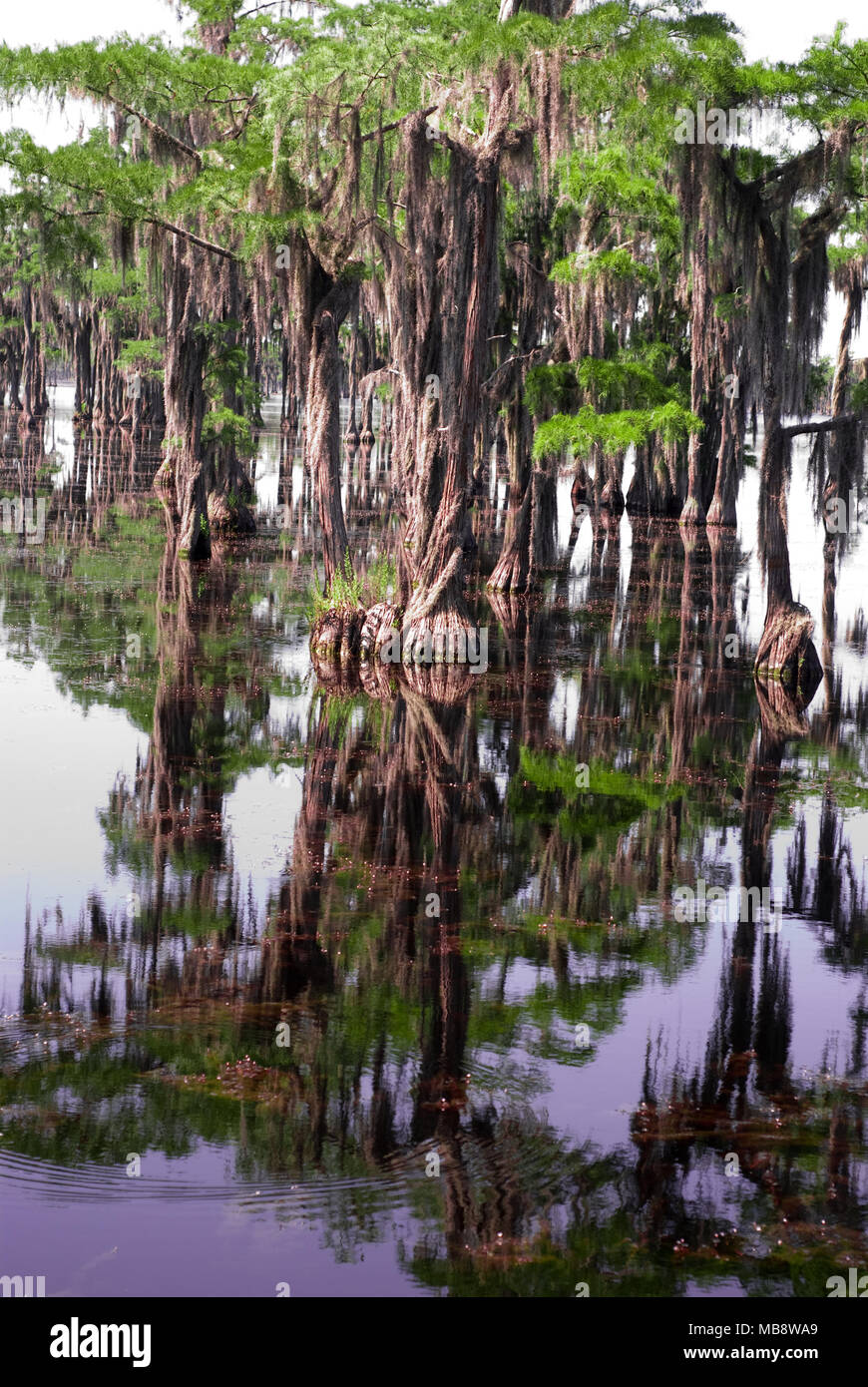 Southern Georgia swamp, with old trees reflecting on the water Stock ...
