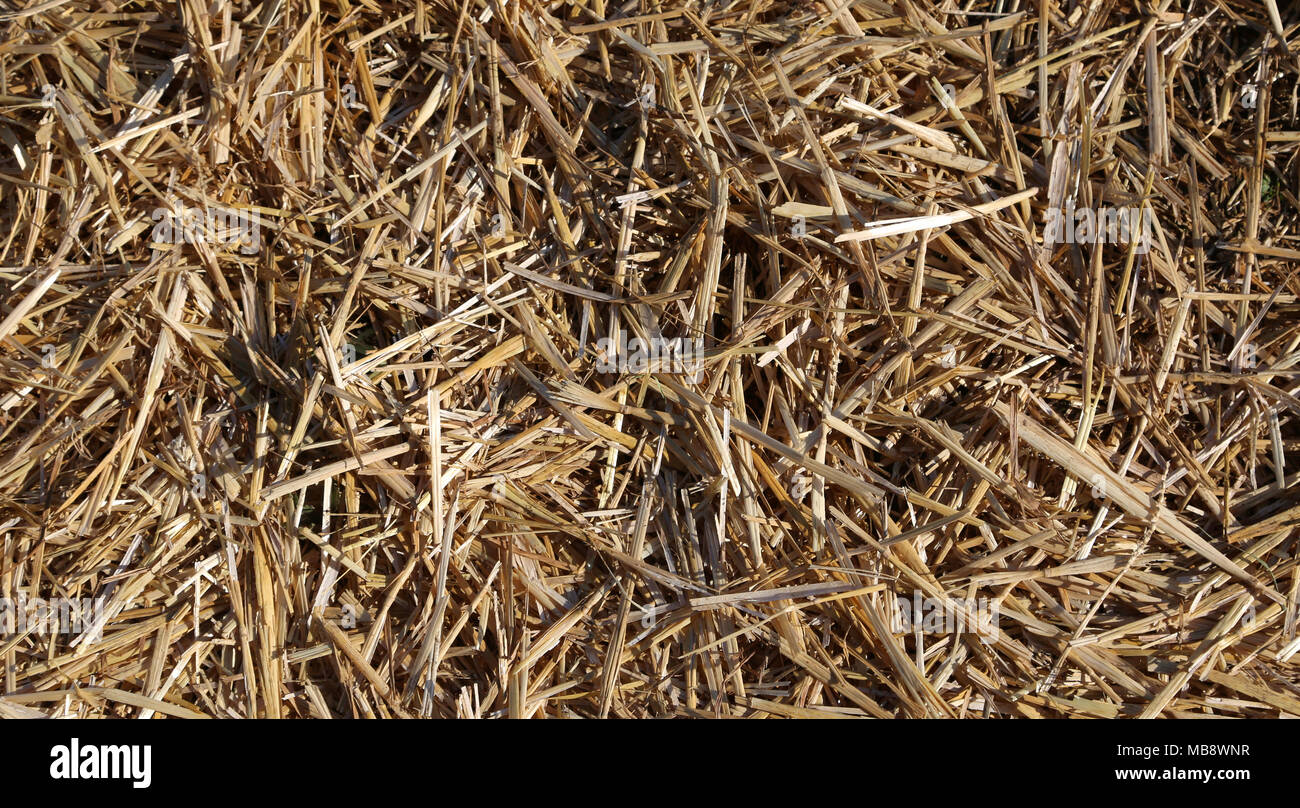 background of dried straw in the barn on the farm Stock Photo - Alamy
