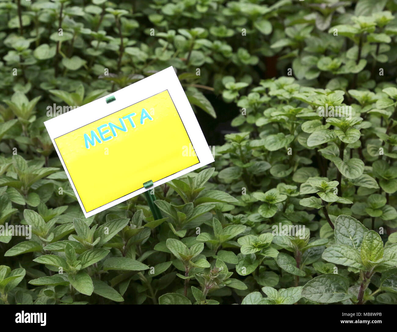Mint of venice hi-res stock photography and images - Alamy