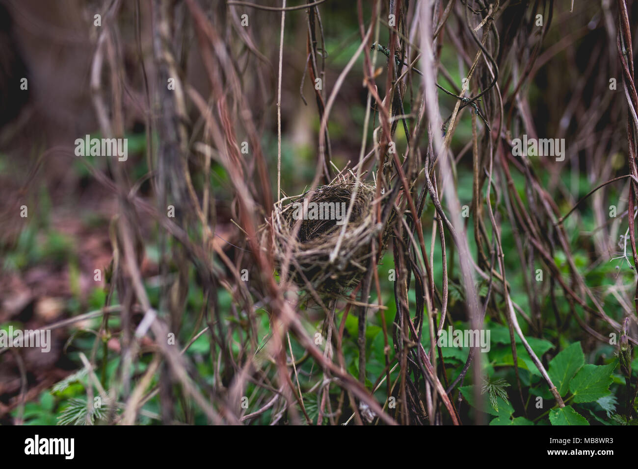 Small bird nest hidden in shrubbery Stock Photo - Alamy