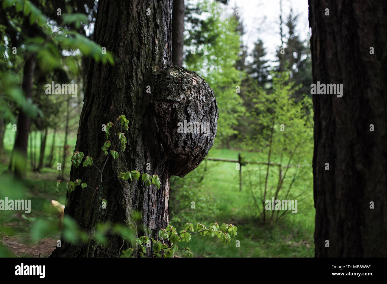 Gene tree hi-res stock photography and images - Alamy