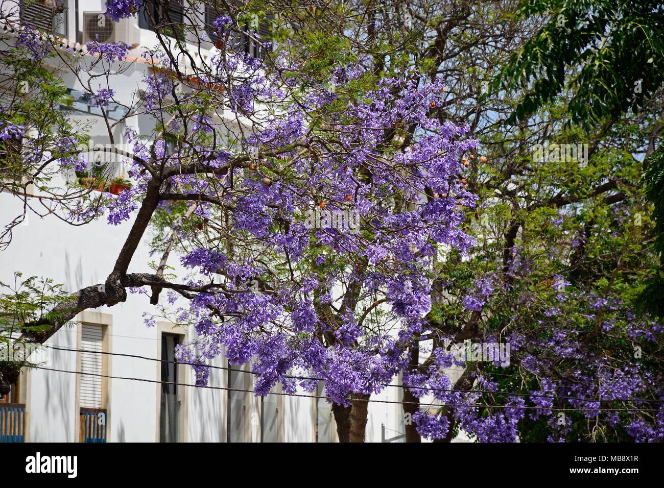 Jacaranda trees in full bloom with traditional Portuguese buildings to ...