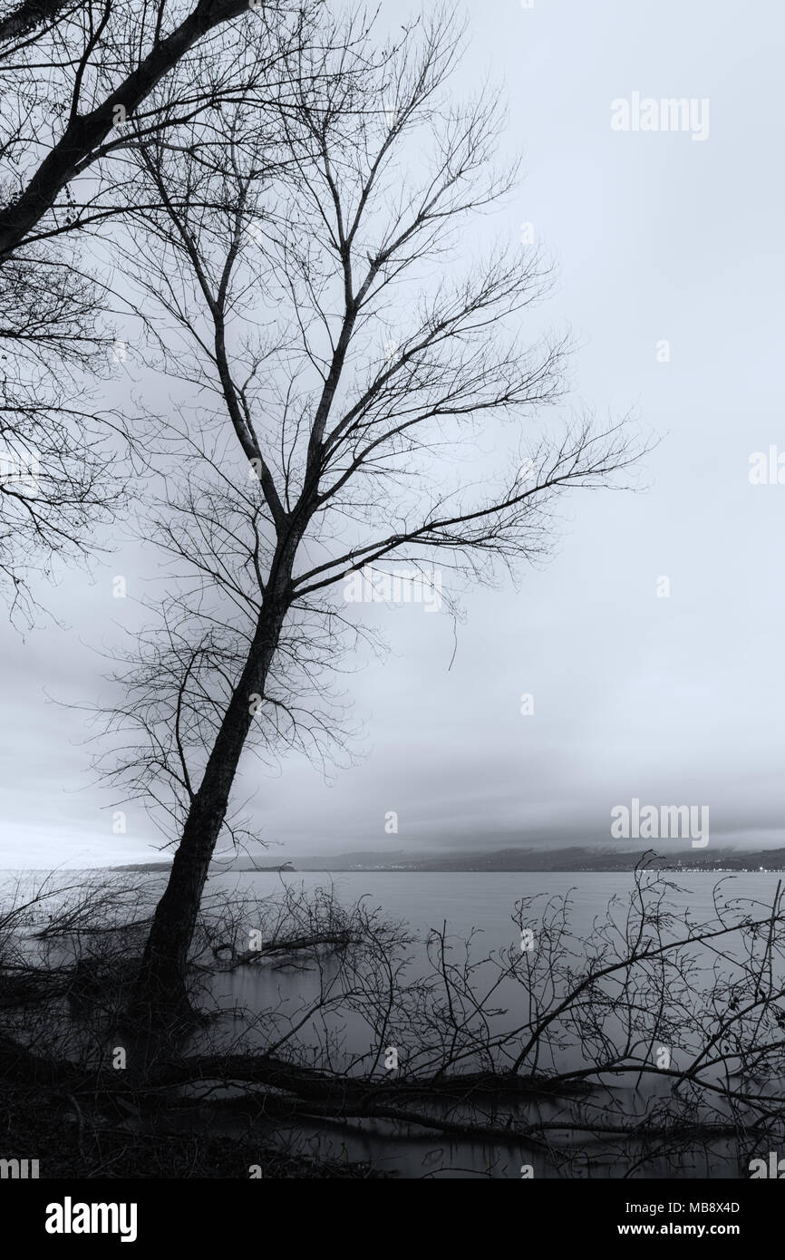 Skeletal and fallen trees on a lake shore, beneath a moody sky Stock ...