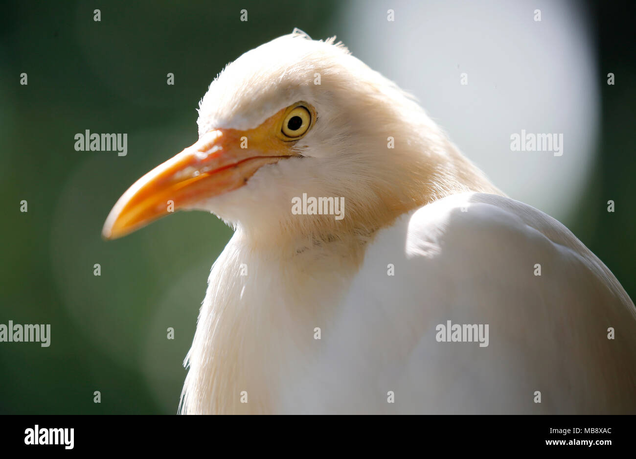 White colour bird hi-res stock photography and images - Alamy