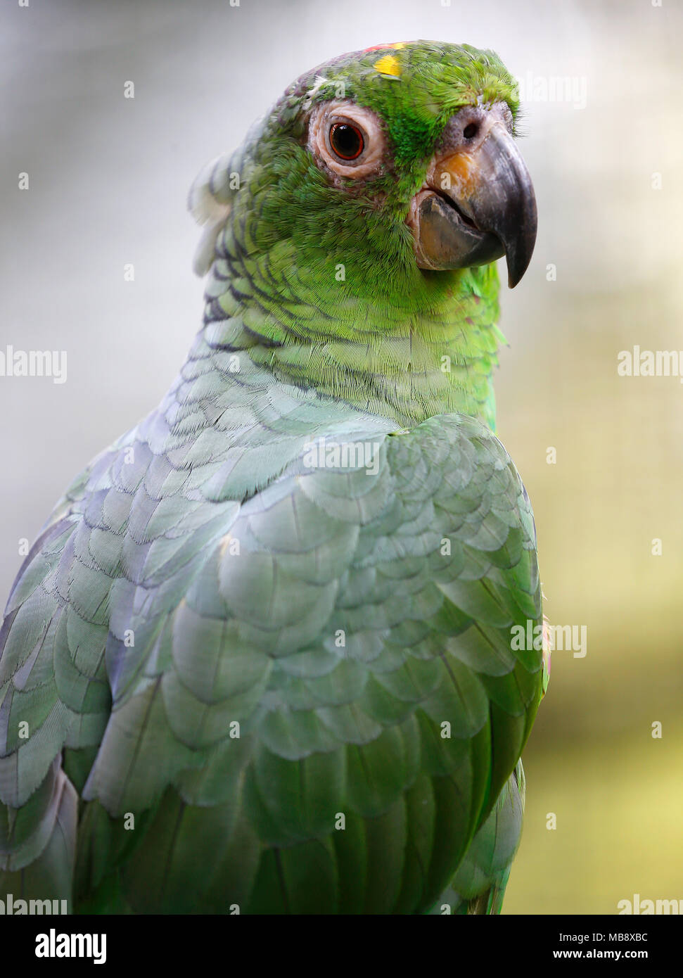 Close-up of the colourful Parrot at Park, Kuala Lumpur, Malaysia Stock ...