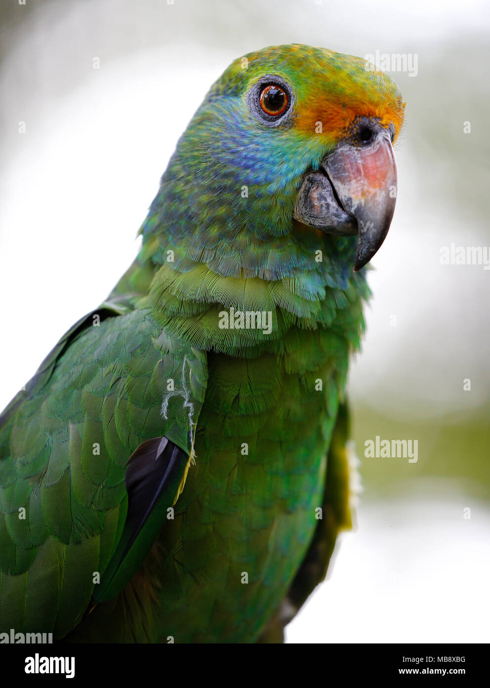Close-up of the colourful Parrot at Park, Kuala Lumpur, Malaysia Stock ...