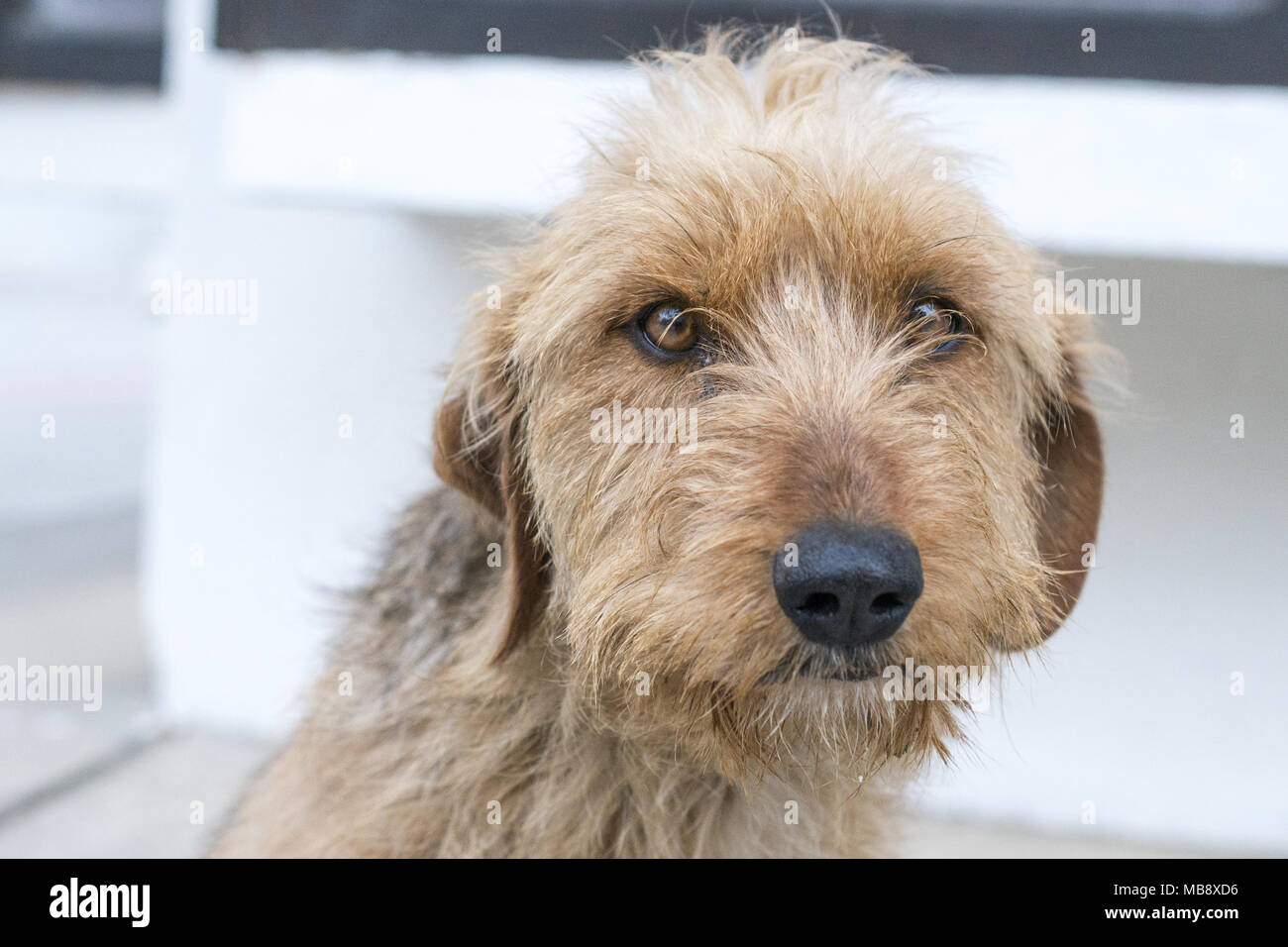 dirty abandoned stray dog, image of a Stock Photo - Alamy