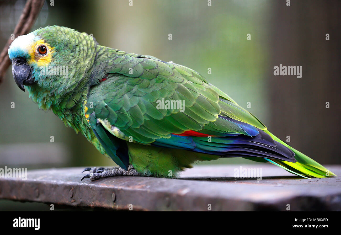 Close-up of the colourful Parrot at Park, Kuala Lumpur, Malaysia Stock ...