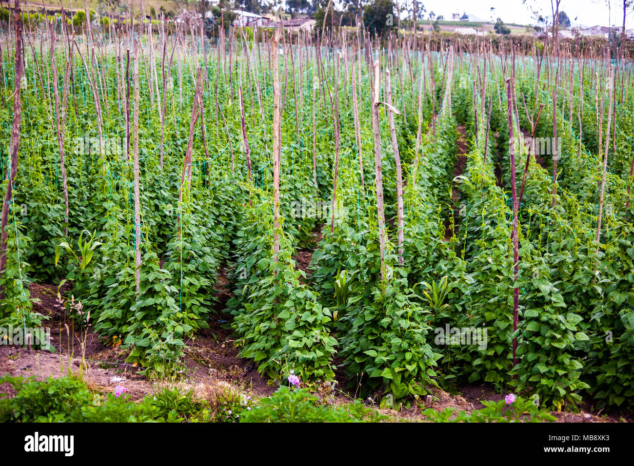 Rural farm with bean cultivation Stock Photo - Alamy