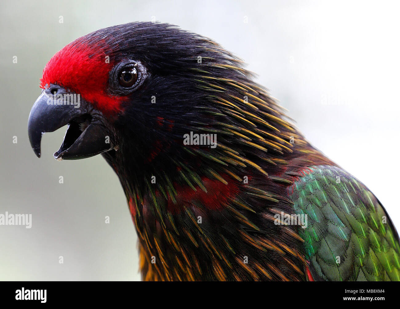 Close-up of the colourful Parrot at Park, Kuala Lumpur, Malaysia Stock ...