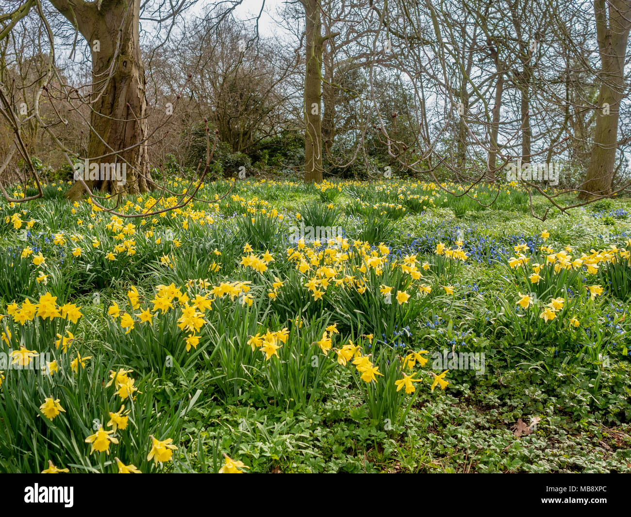 Daffodils and bluebells growing wild in woodland area Stock Photo - Alamy