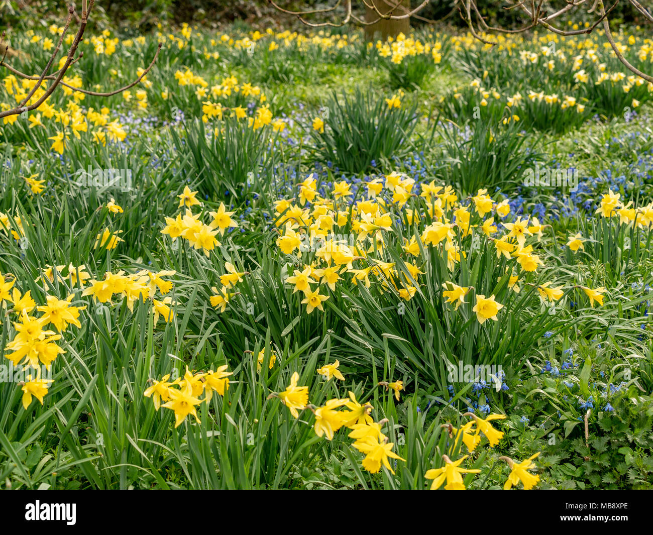 Daffodils and bluebells growing wild in woodland area Stock Photo - Alamy