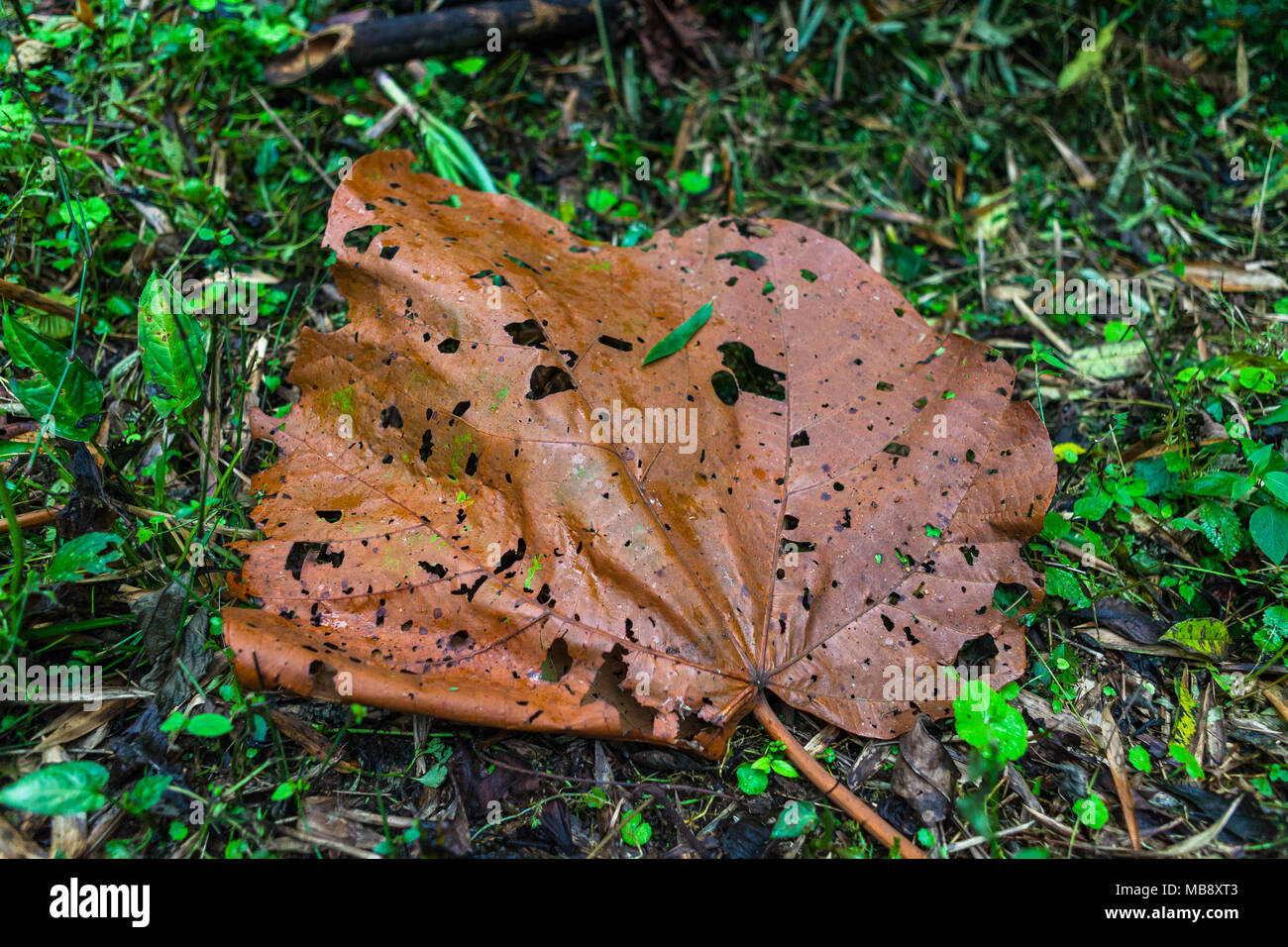 Tree boring insects hi-res stock photography and images - Alamy
