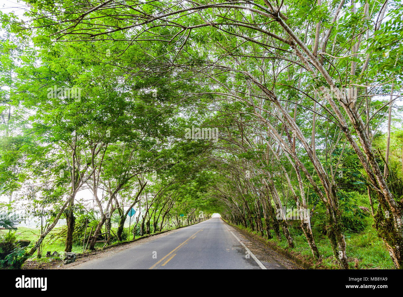 Trees covering road hi-res stock photography and images - Alamy