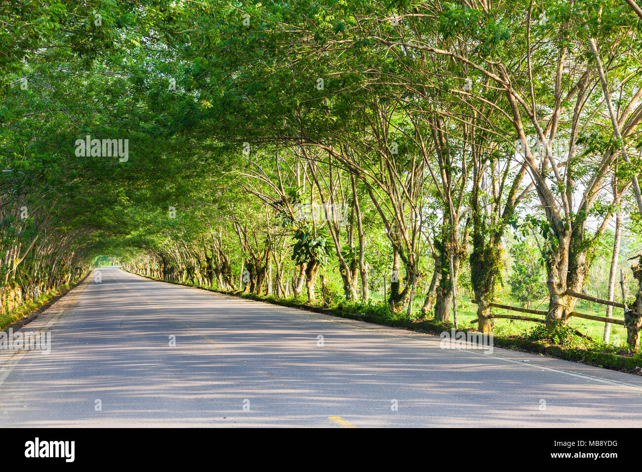 Tunnel formed by trees covering the road Stock Photo - Alamy